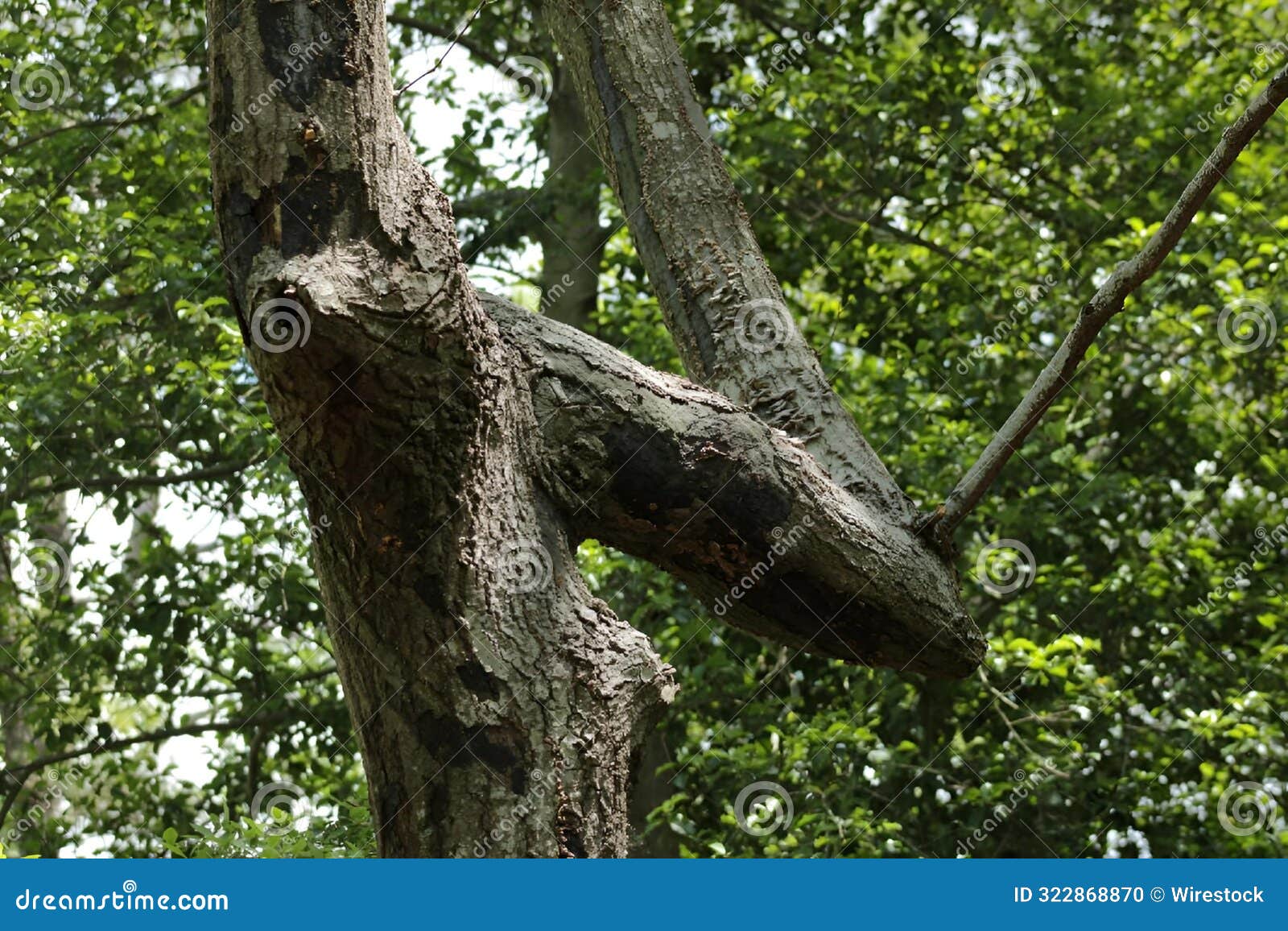 The Bark is almost Broken Off the Tree Branches at this Angle Stock ...