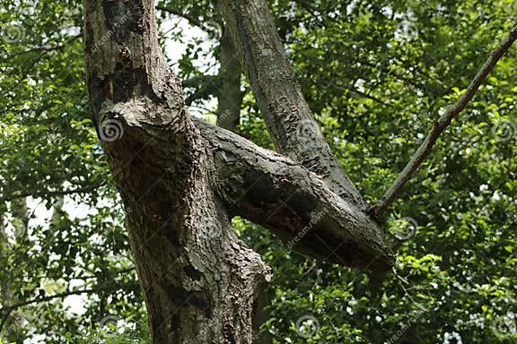 The Bark is almost Broken Off the Tree Branches at this Angle Stock Photo - Image of detail ...
