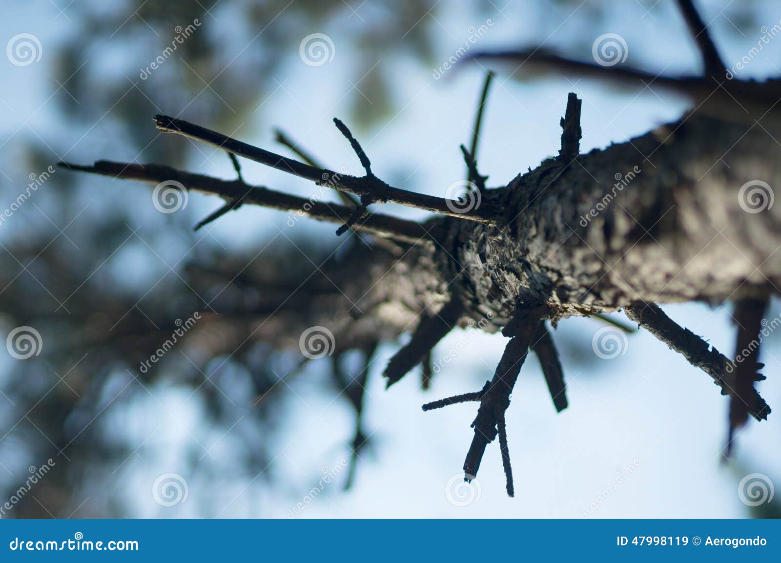 Tree branches stock image. Image of branch, outdoor, detail - 47998119