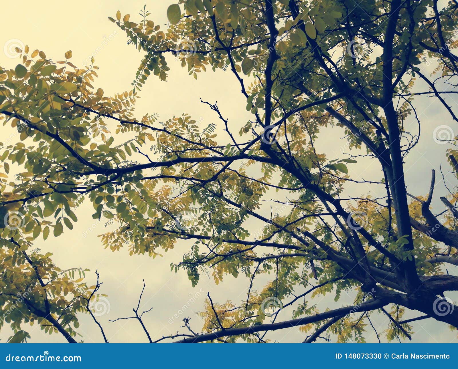 Tree Branches Details Close Up Stock Photo - Image of nature, natural ...