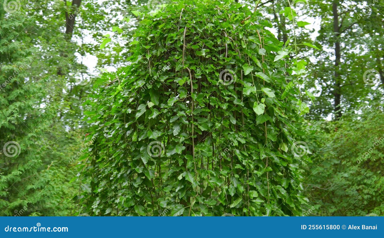 Tree Branches with Drooping Leaves, Greens, Forest Background Stock ...