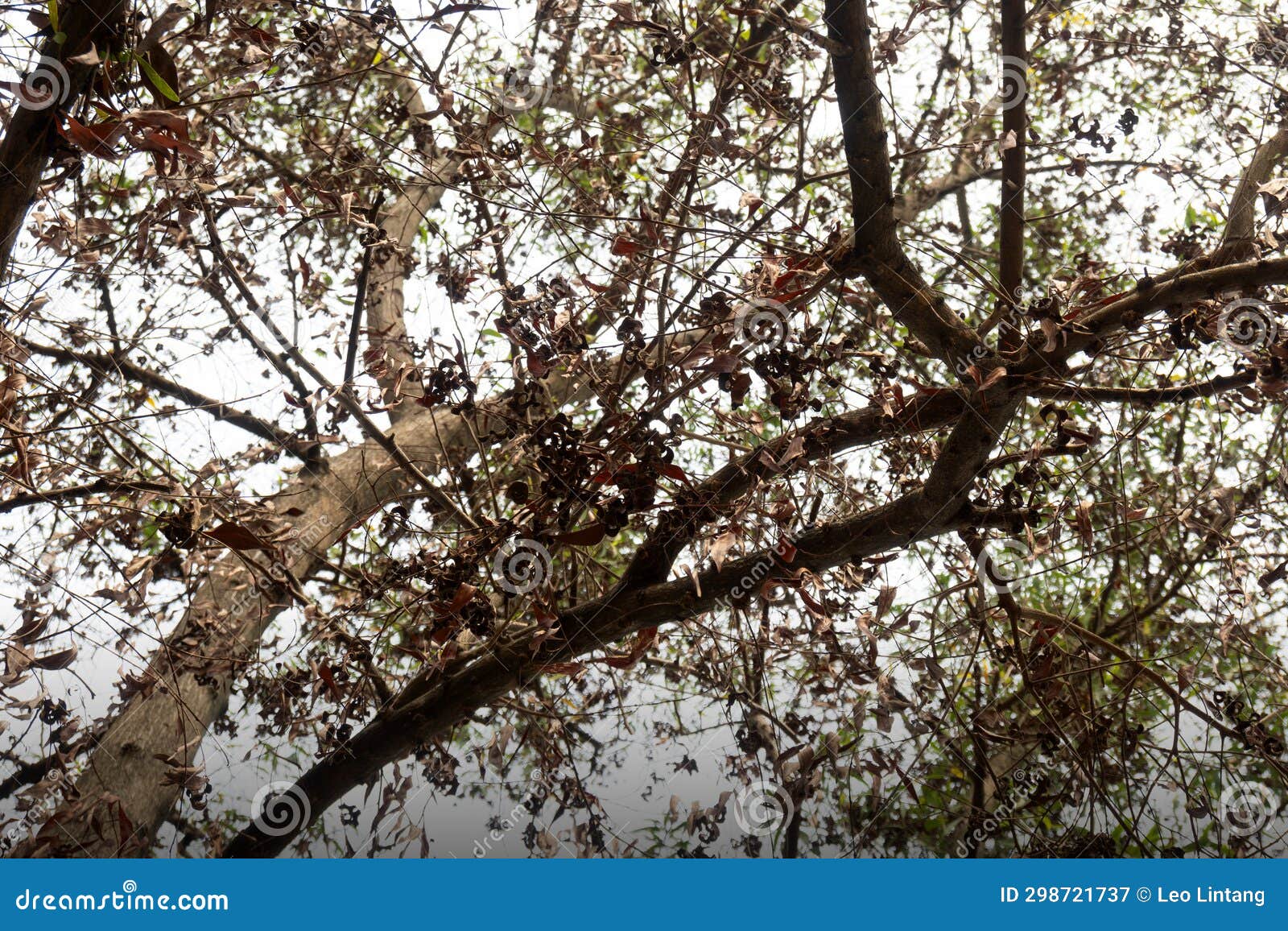 Tree Branches and Dry Leaves Stock Image - Image of texture, leaf ...