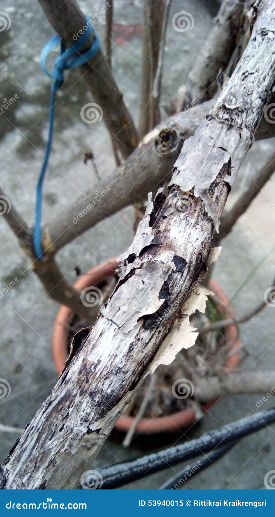 Tree branches dry out stock image. Image of close, branches - 53940015