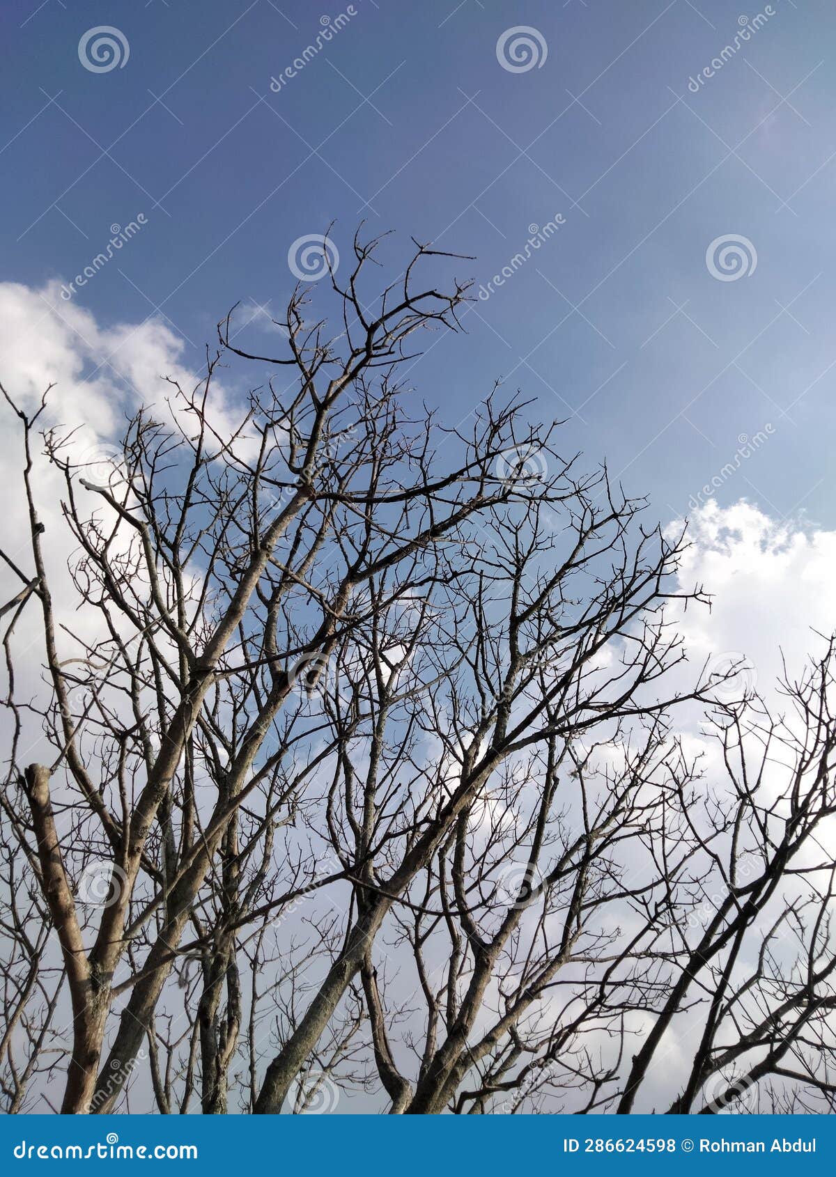 Tree Branches in Dry Season and Clear Sky Stock Photo - Image of clear ...
