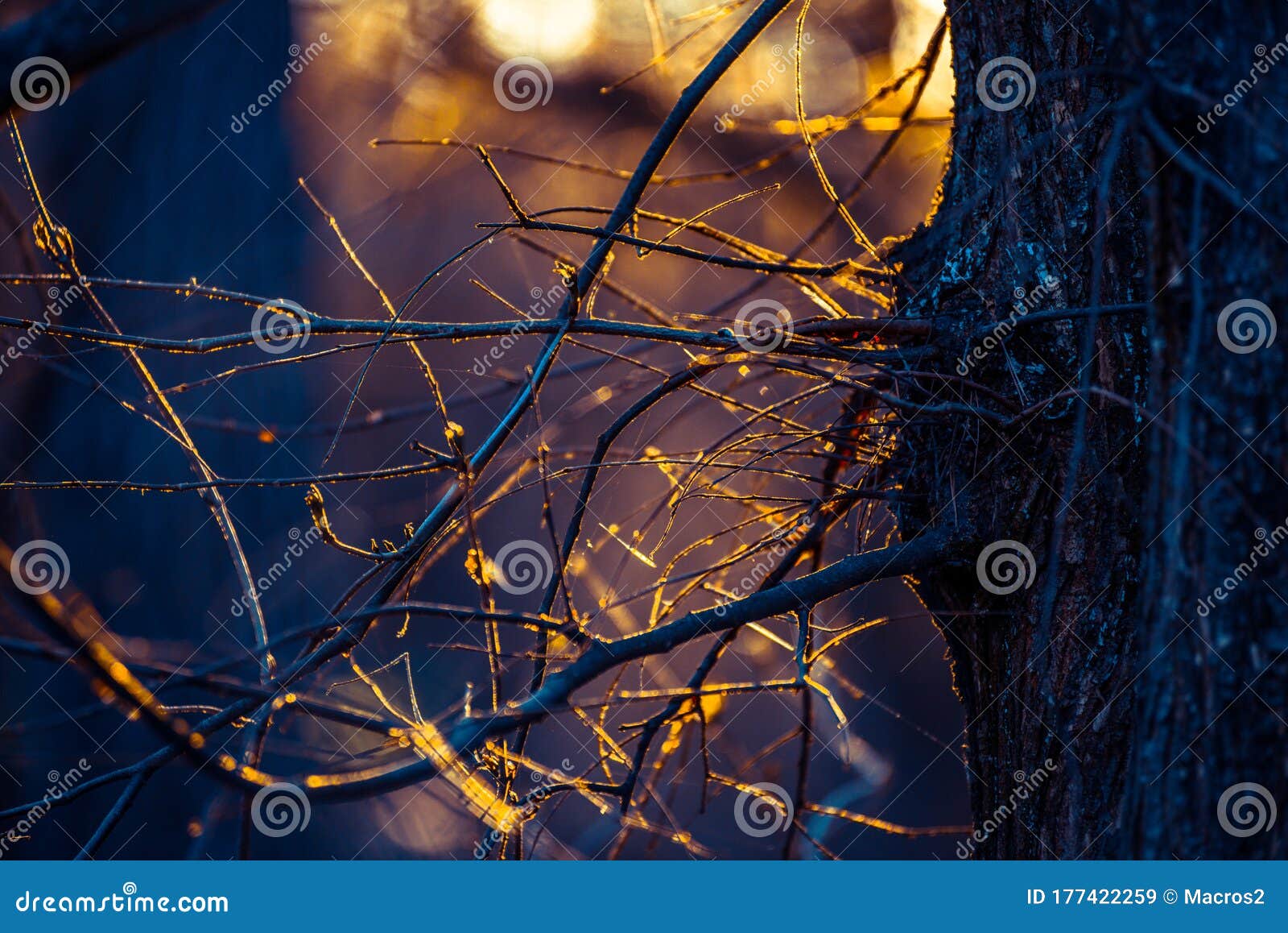 Tree Branches with Evening Light Stock Image - Image of cold, autumn ...