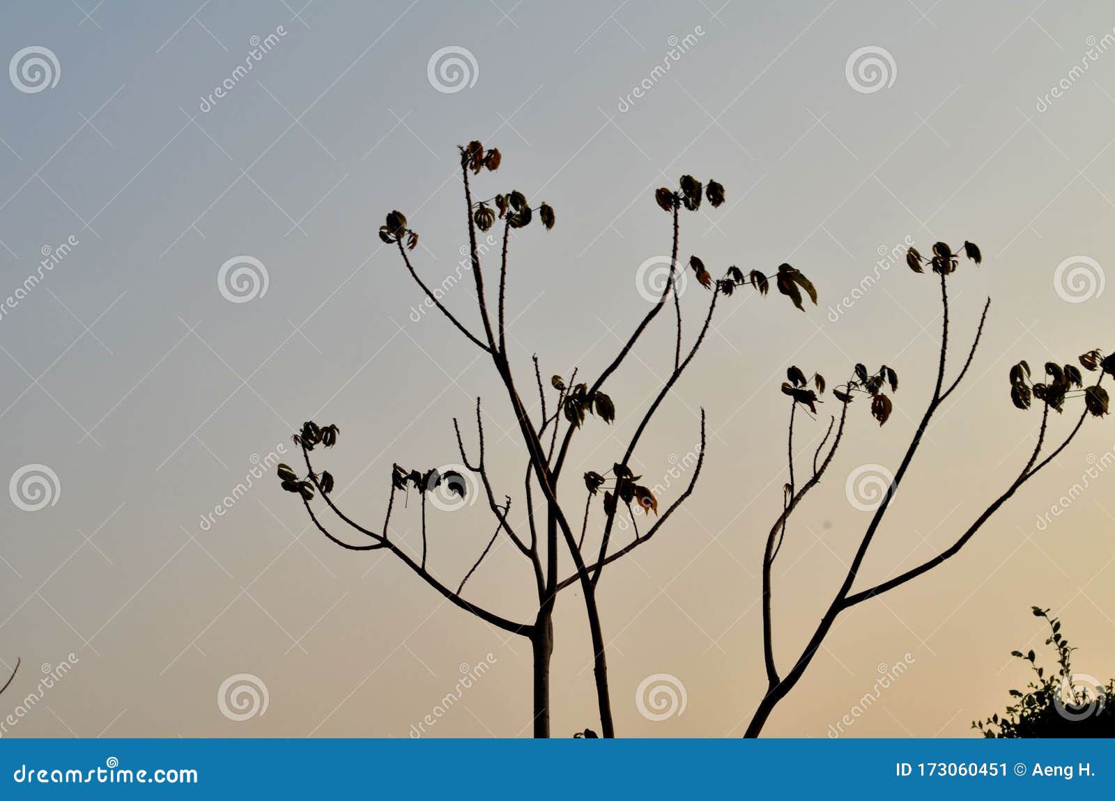 Tree branches. stock image. Image of tree, courtyard - 173060451