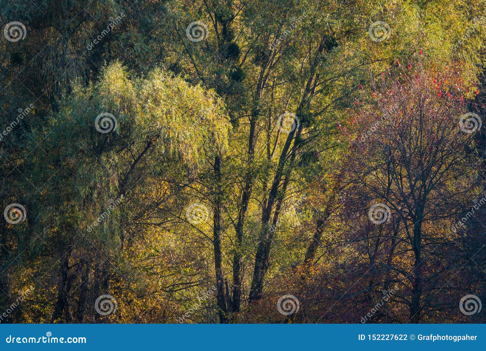 Tree Branches with Fall Foliage in the Deciduous Forest Stock Photo ...