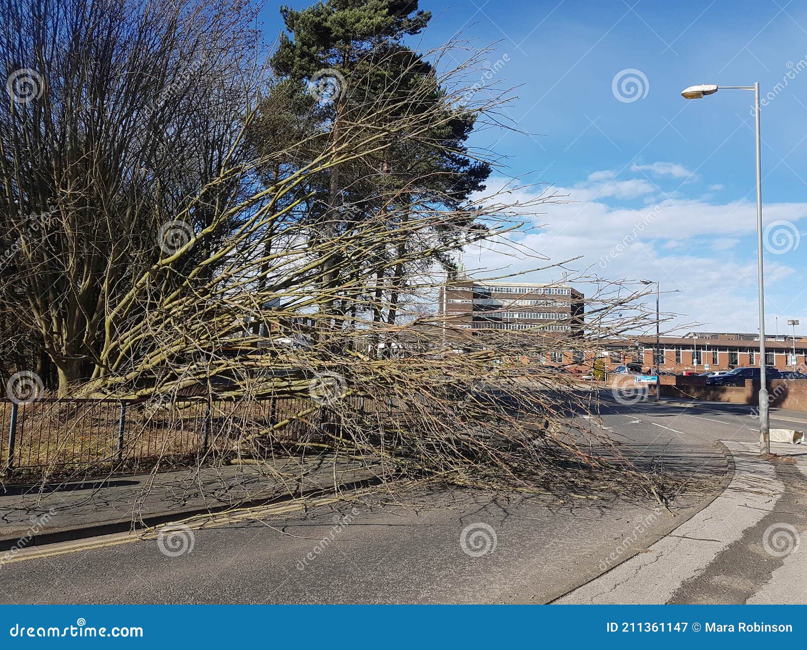 Tree with Branches Fallen during High Winds Across Street Road Stock ...