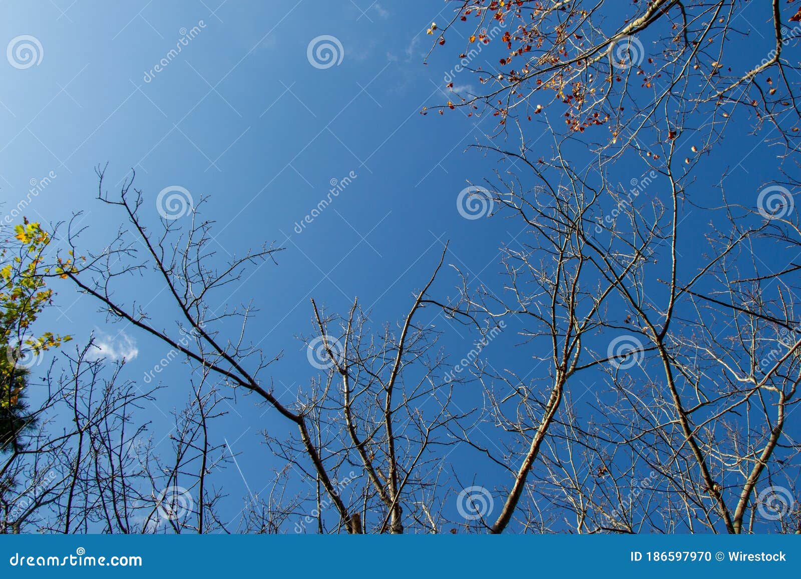 Tree Branches with Few Leaves and a Blue Sky Stock Photo - Image of ...