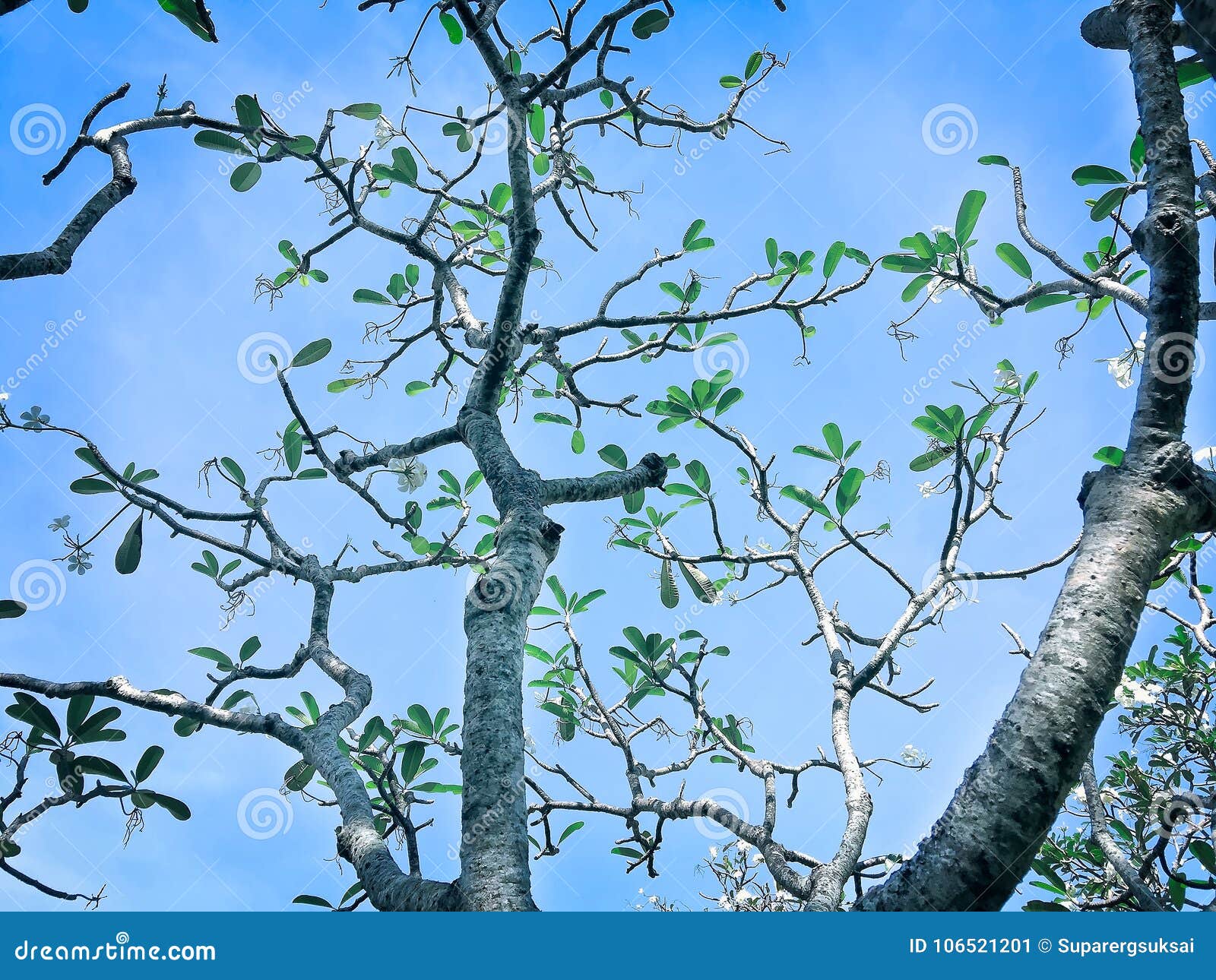 Tree Branches with a Few Leaves in Blue Sky Stock Image - Image of ...