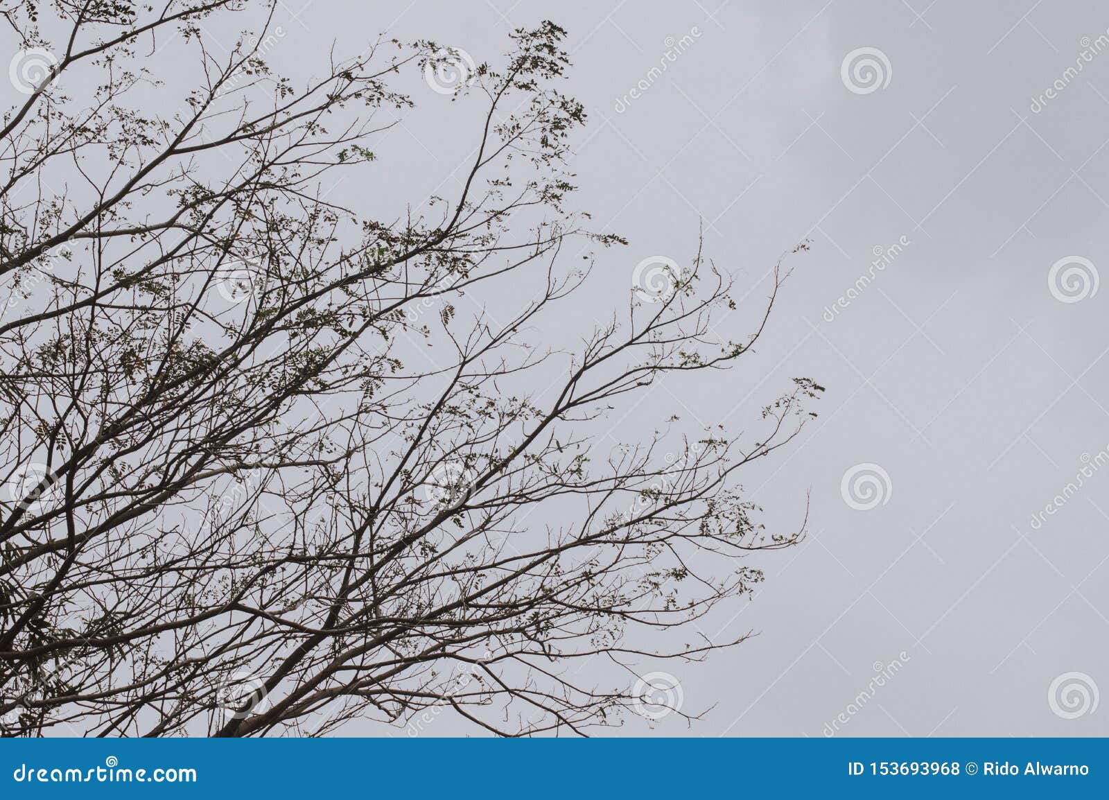 Tree Branches with Few Leaves Stock Photo - Image of nature, branches ...