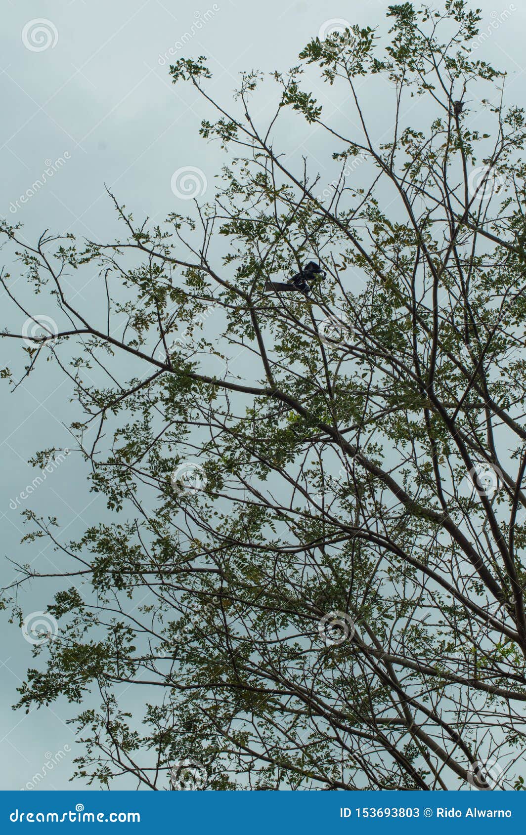 Tree Branches with Few Leaves Stock Image - Image of gray, tree: 153693803