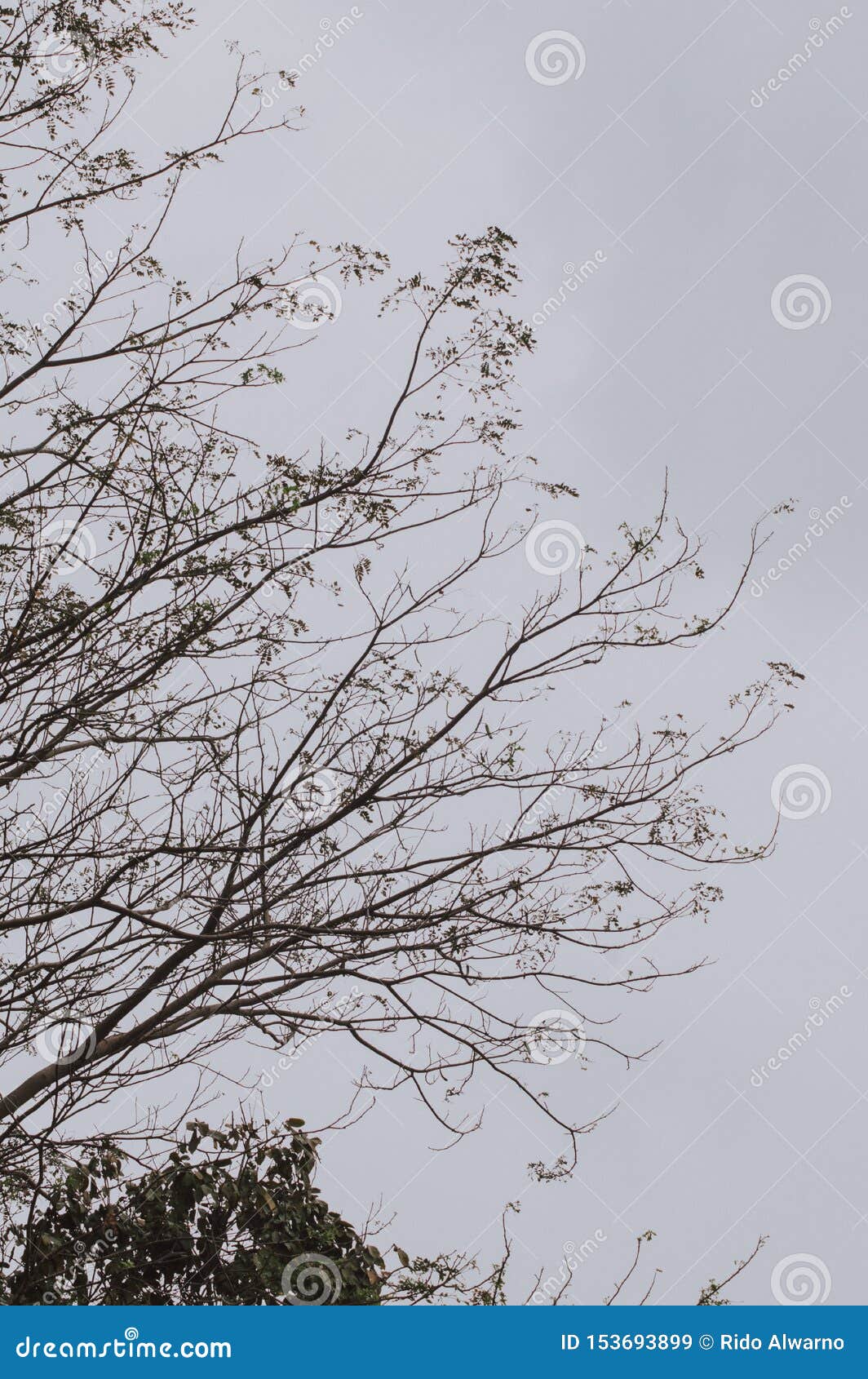 Tree Branches with Few Leaves Stock Image - Image of gray, nature ...