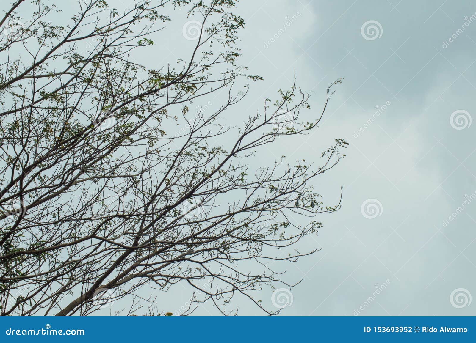 Tree Branches with Few Leaves Stock Photo - Image of plant, tree: 153693952