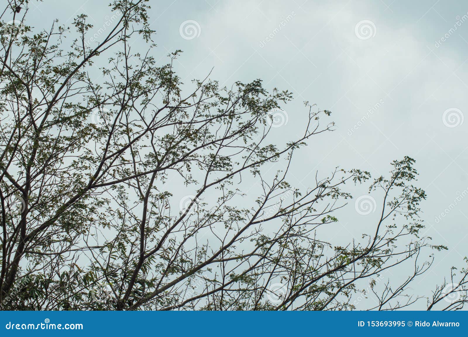 Tree Branches with Few Leaves Stock Image - Image of nature, tree ...