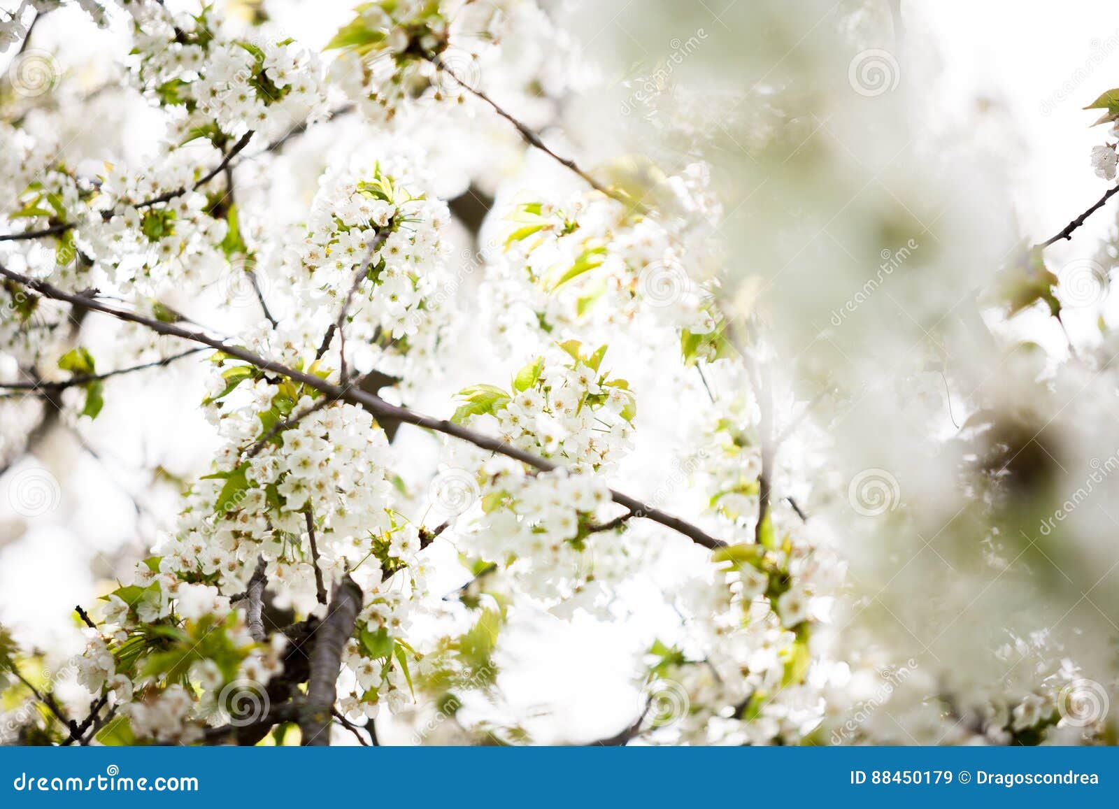 Tree branches in flowers stock image. Image of nature - 88450179