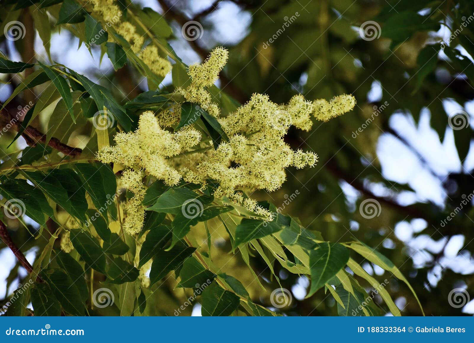 Tree Branches with Flowers of Rhus Copallinum. Stock Photo - Image of ...