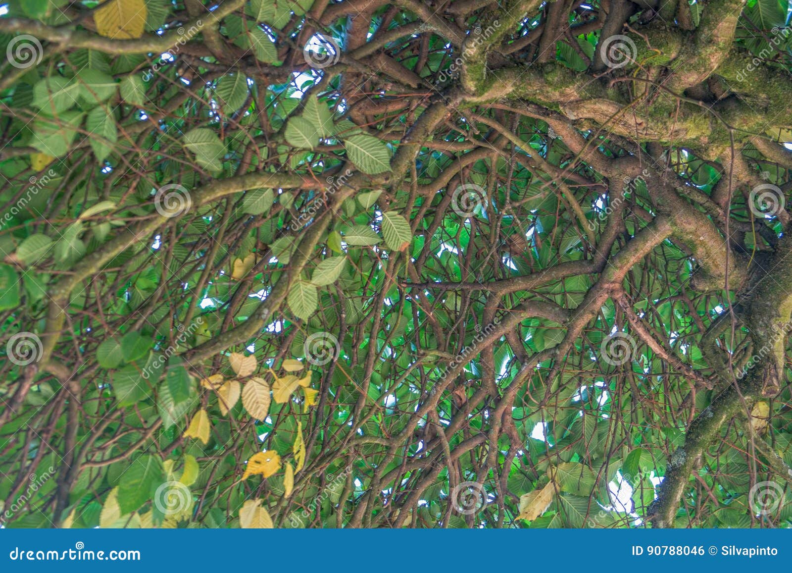 Tree Branches with Foliage Seen from Below Stock Photo - Image of ...