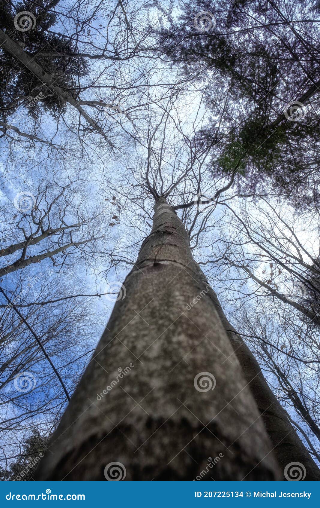 Tree Branches in the Forest from Below Stock Photo - Image of crown ...