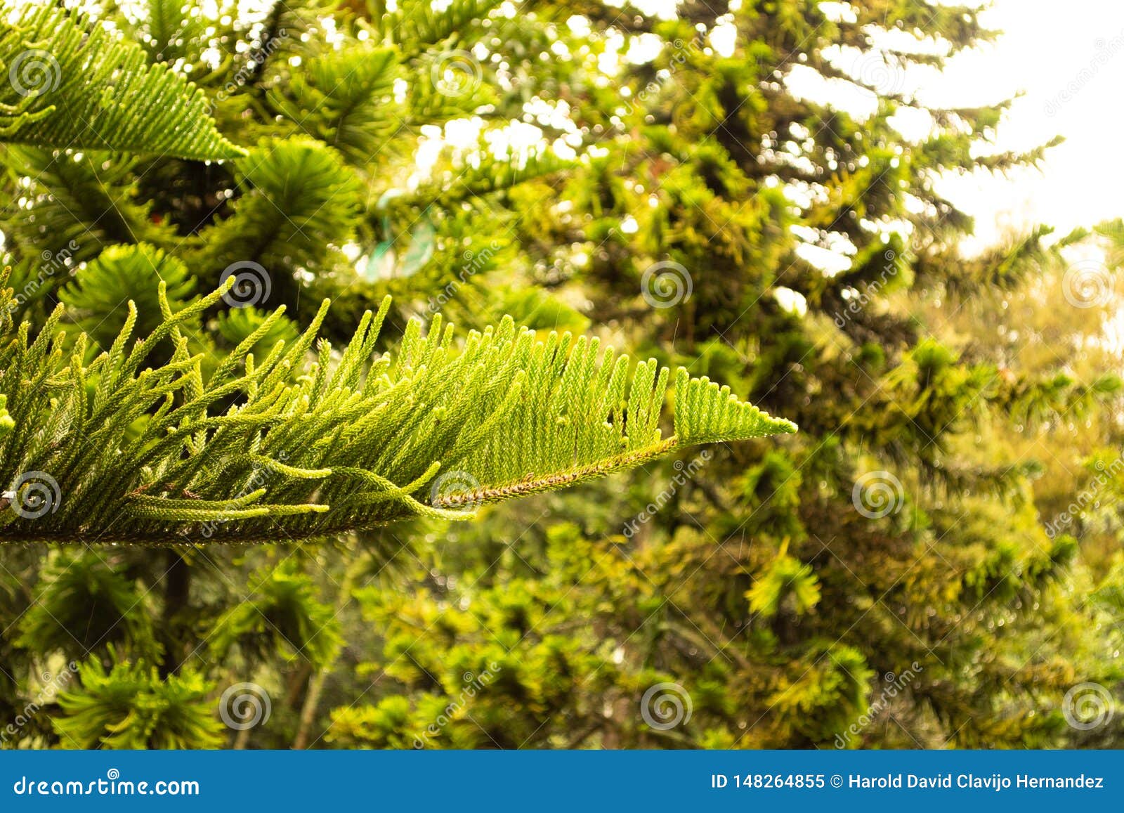 Tree Branches and Forest on Sunny Day Stock Image - Image of sunshine ...