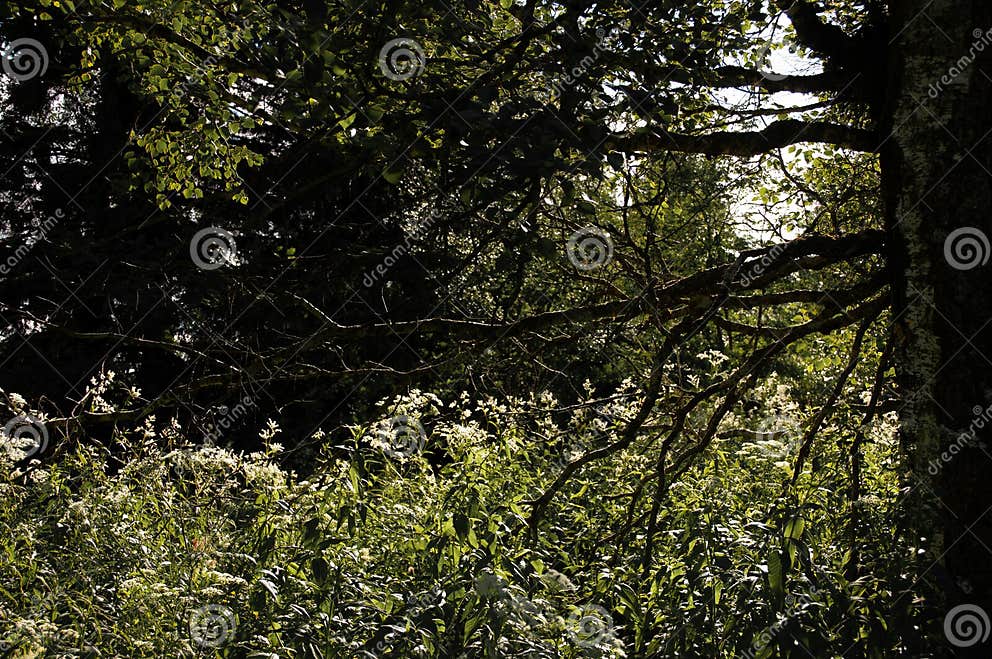 Tree Branches in a Forest Thicket Stock Image - Image of pine, woodland ...