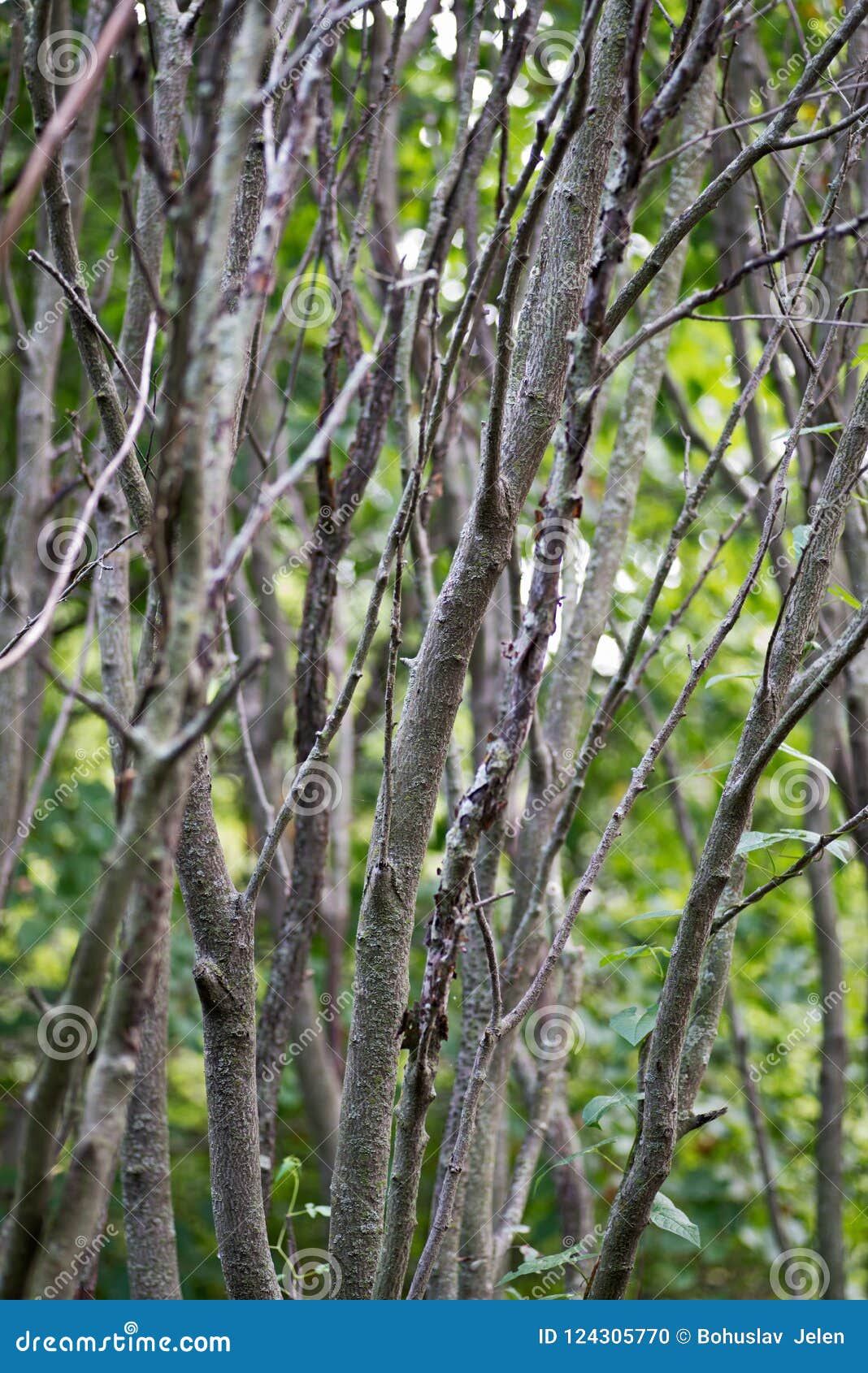 Tree Branches in the Forest Stock Photo - Image of foliage, flora ...