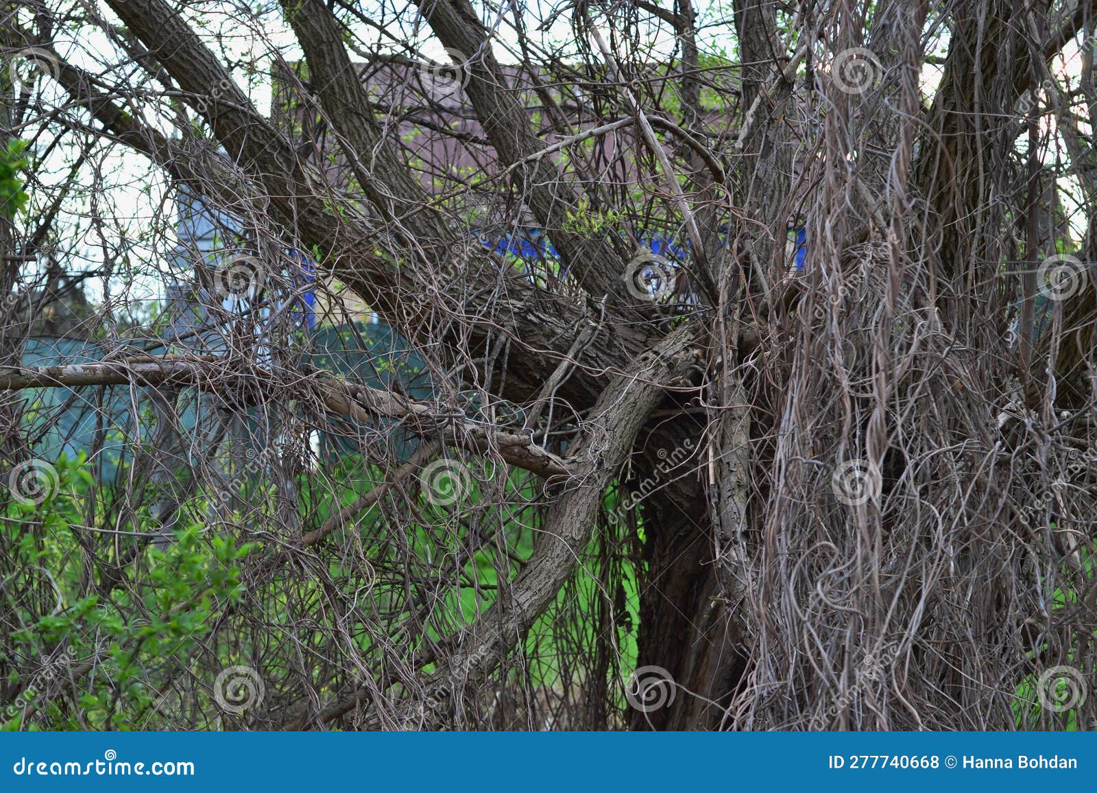 Tree Branches in the Forest Stock Photo - Image of blue, background ...