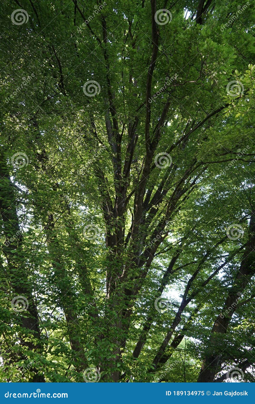 Tree Branches Forming a Crown with Thich Foliage in the Springtime ...