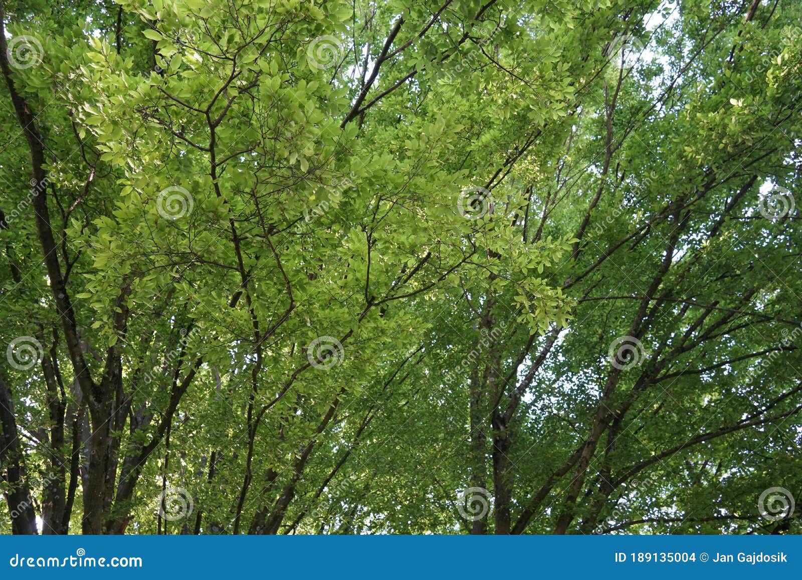 Tree Branches Forming a Crown with Thich Foliage in the Springtime ...
