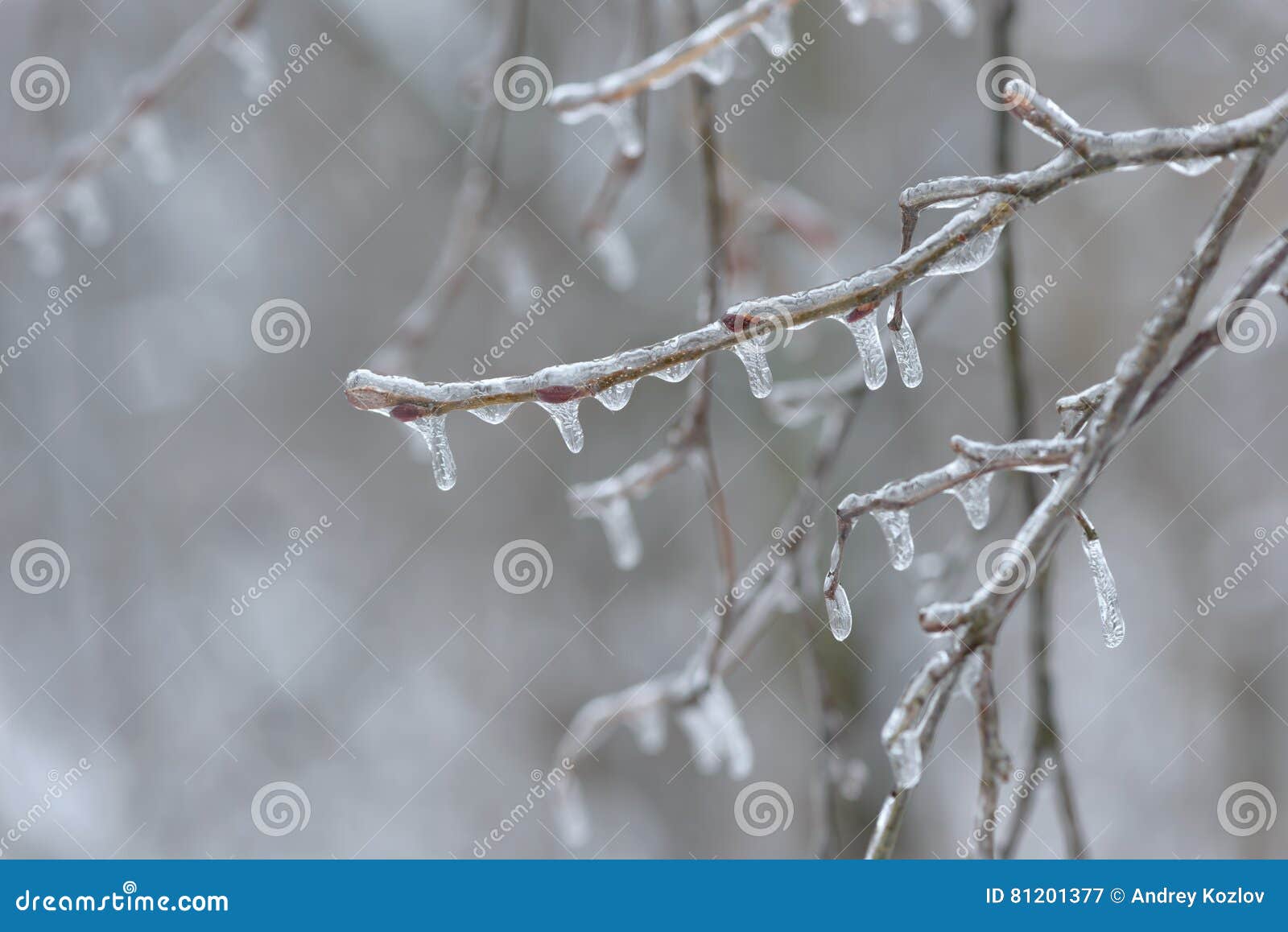 Tree Branches Frozen in the Ice. Frozen Tree Branch in Winter Forest ...