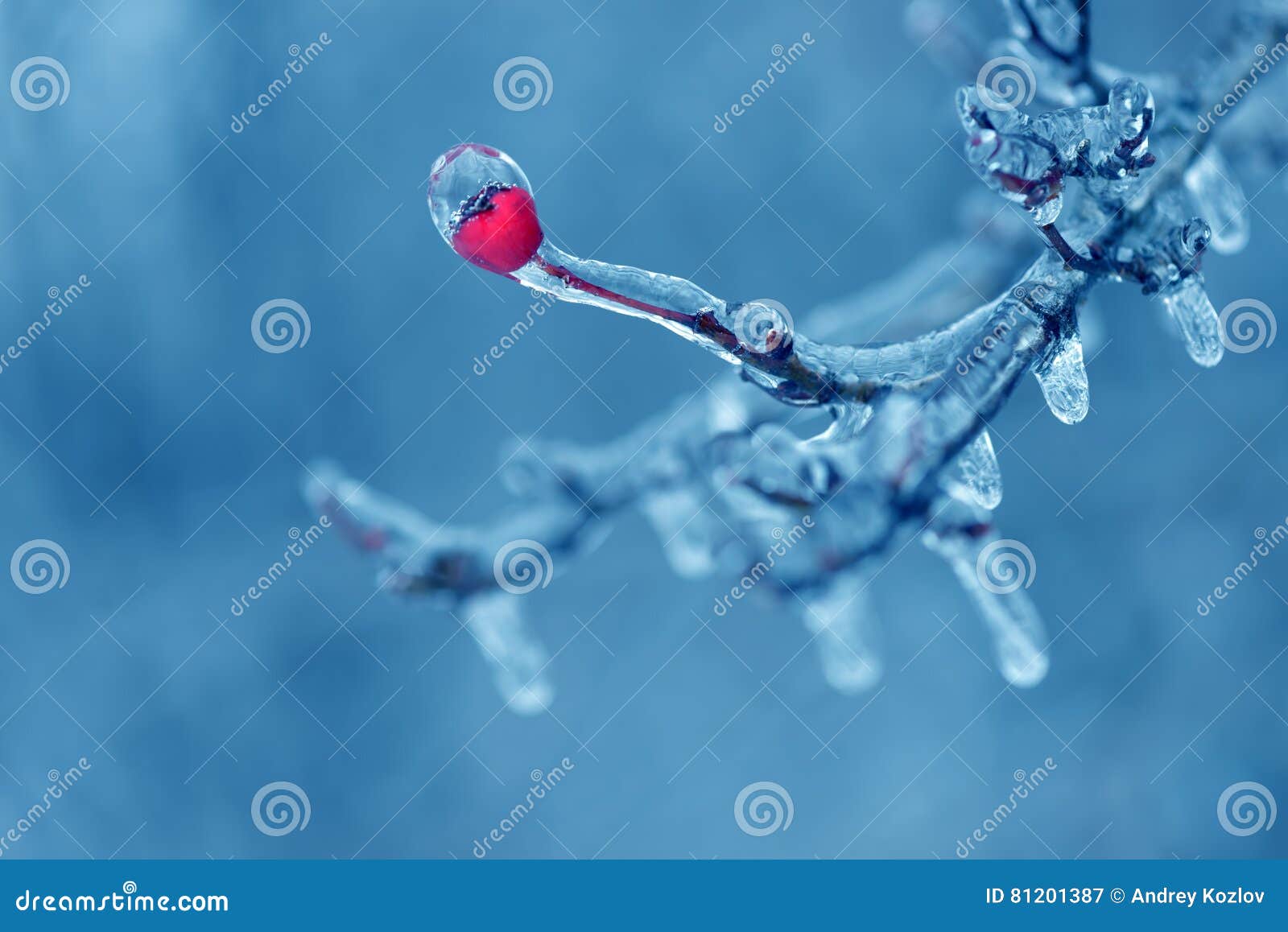Tree Branches Frozen in the Ice. Frozen Tree Branch in Winter Forest ...
