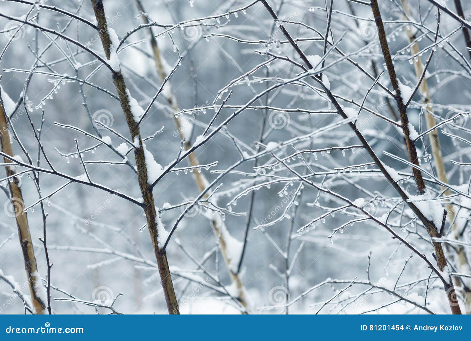 Tree Branches Frozen in the Ice. Frozen Tree Branch in Winter Forest ...