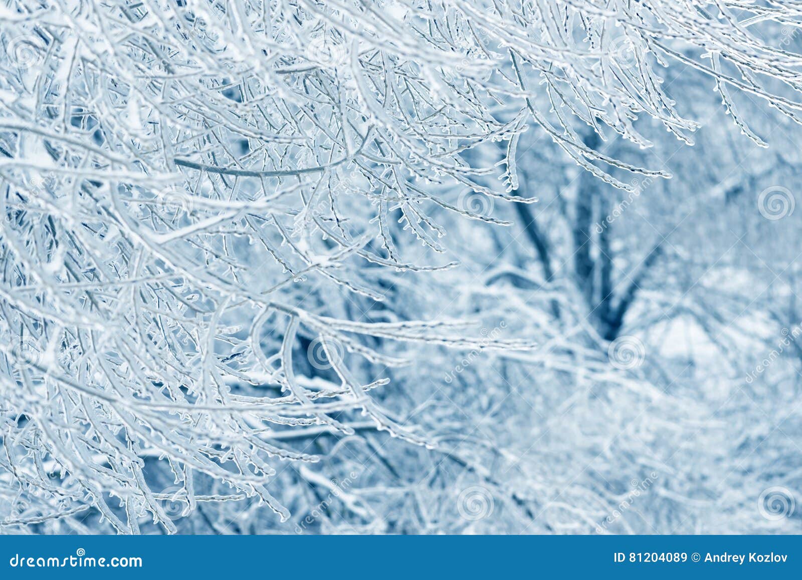 Tree Branches Frozen in the Ice. Frozen Tree Branch in Winter Forest ...