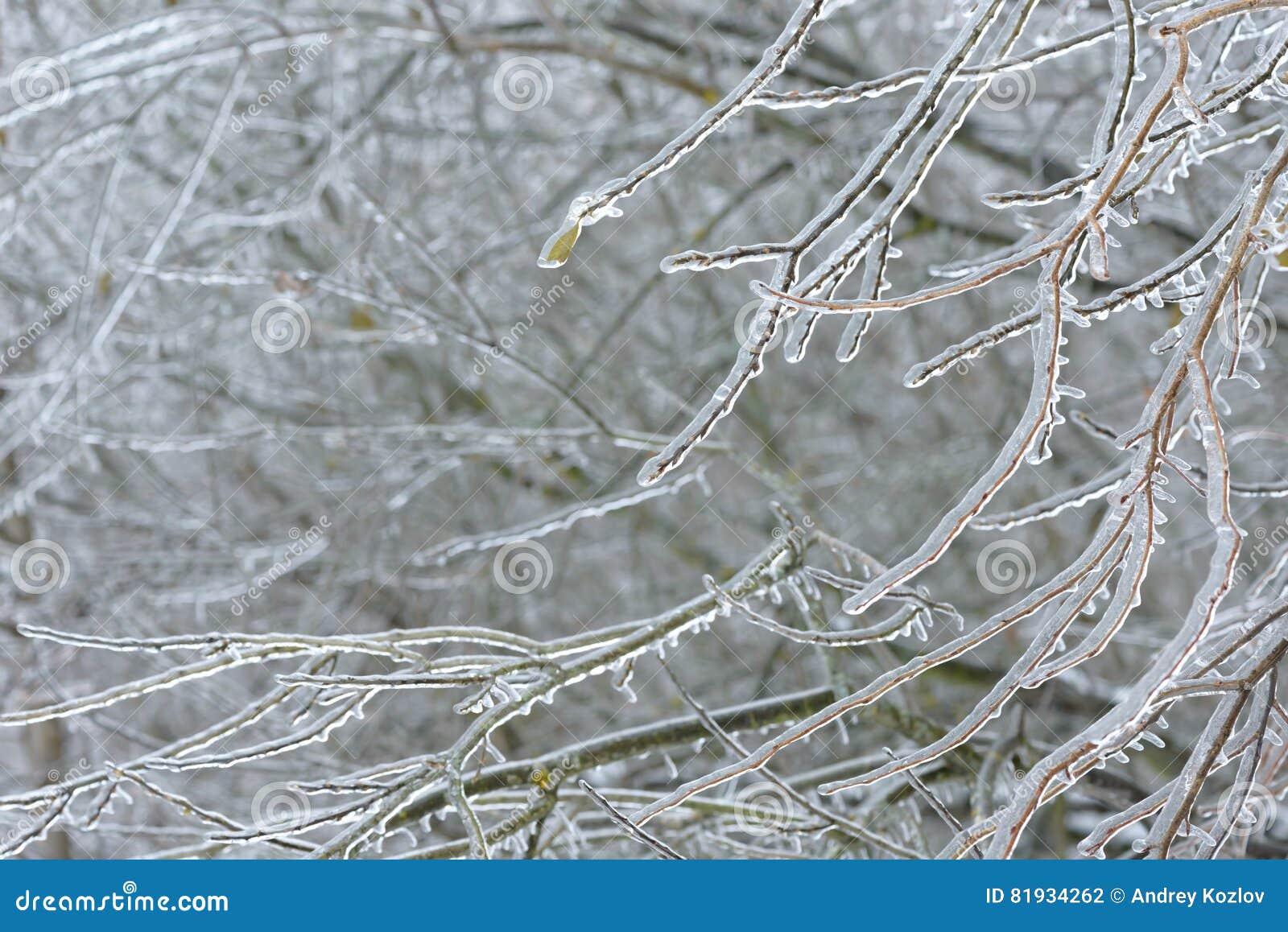 Tree Branches Frozen in the Ice. Frozen Tree Branch in Winter Forest ...