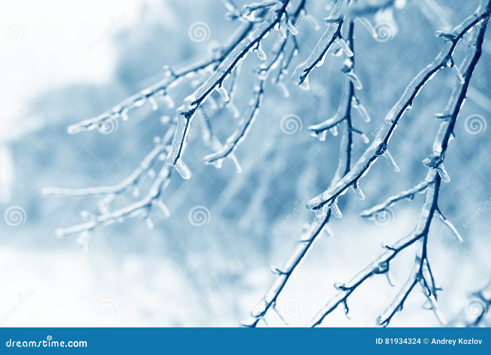 Tree Branches Frozen in the Ice. Frozen Tree Branch in Winter Forest ...