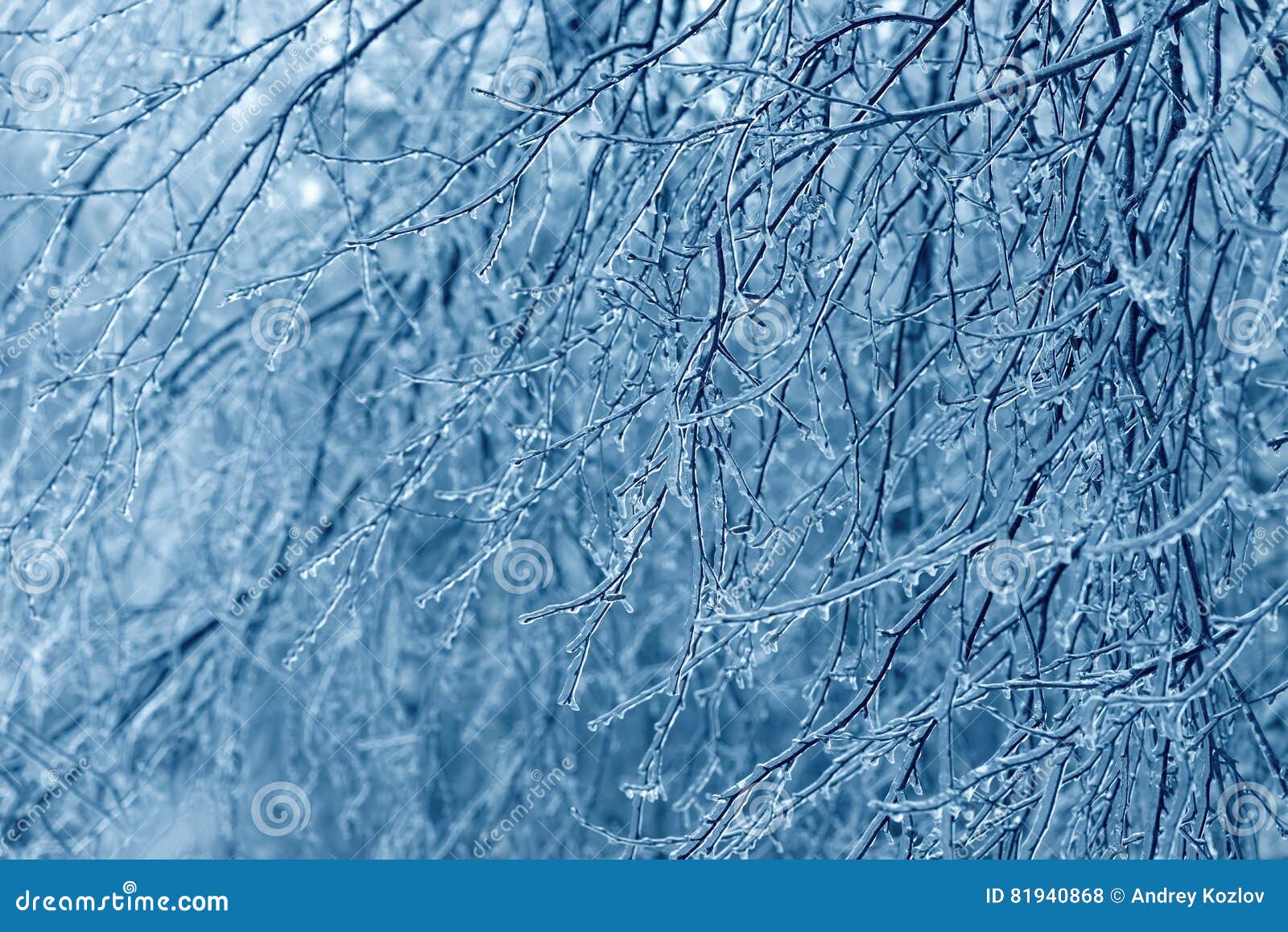 Tree Branches Frozen in the Ice. Frozen Tree Branch in Winter Forest ...