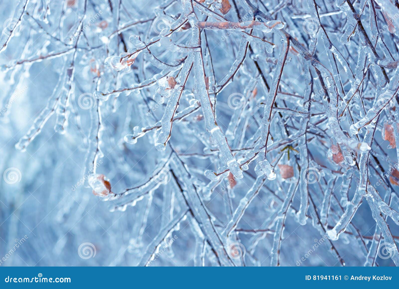 Tree Branches Frozen in the Ice. Frozen Tree Branch in Winter Forest ...