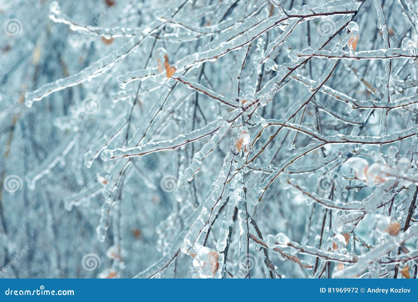 Tree Branches Frozen in the Ice. Frozen Tree Branch in Winter Forest ...