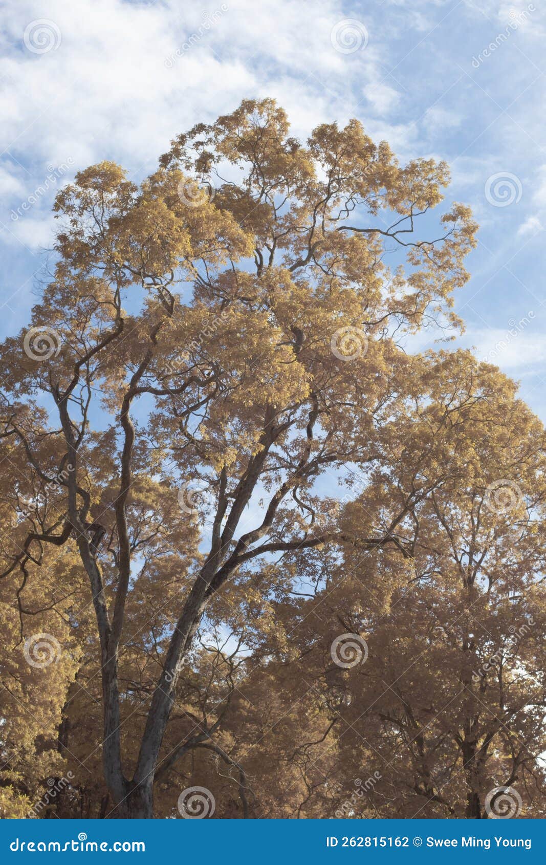 The Tree Branches Full of Leaves with Sky Background. Stock Photo ...