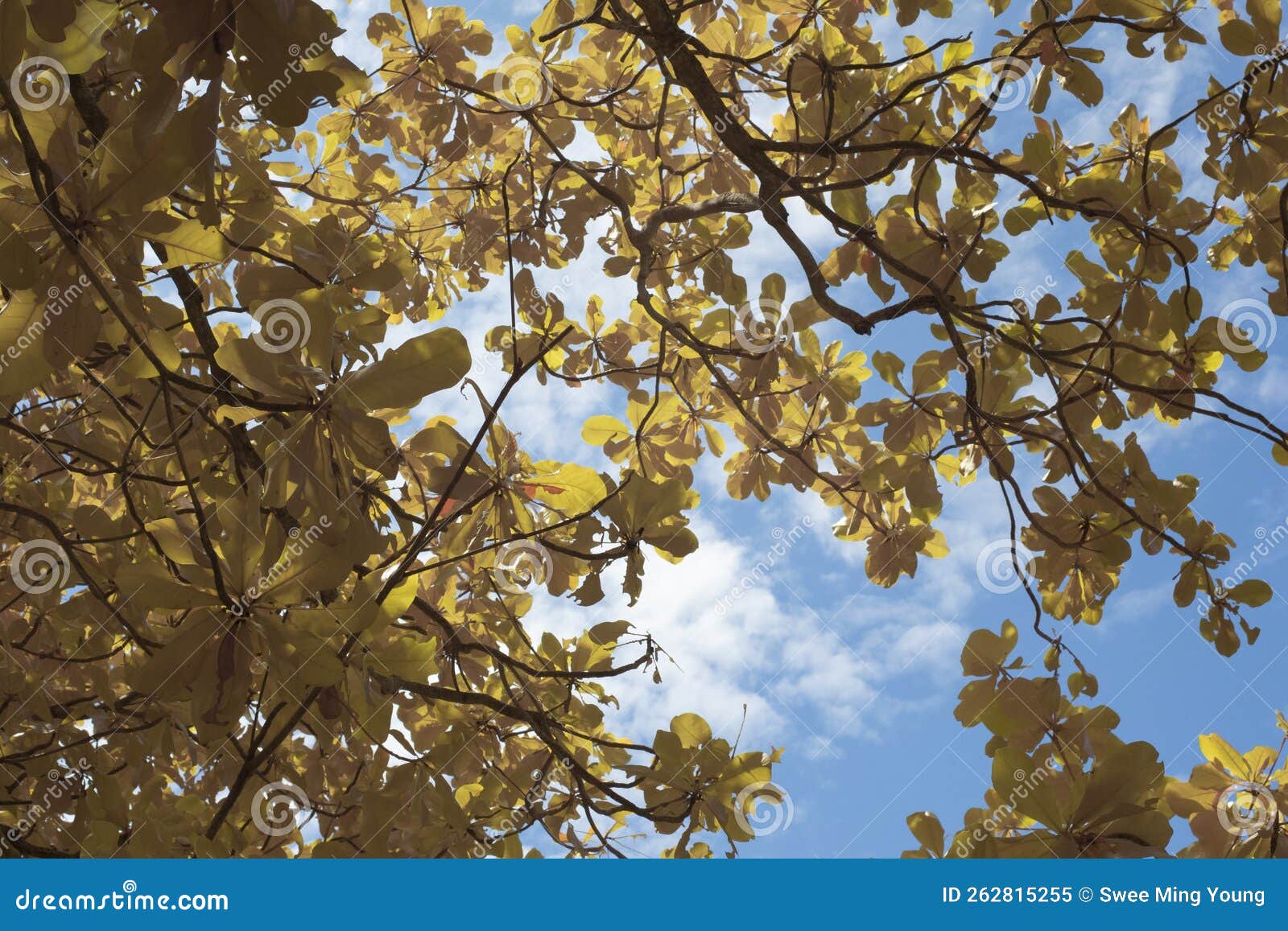 The Tree Branches Full of Leaves with Sky Background. Stock Image ...