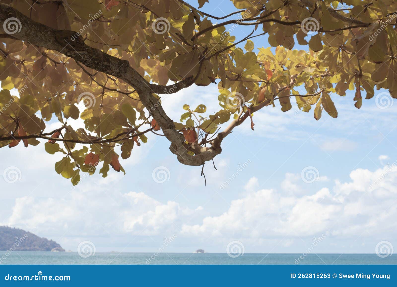 The Tree Branches Full of Leaves with Sky Background. Stock Image ...