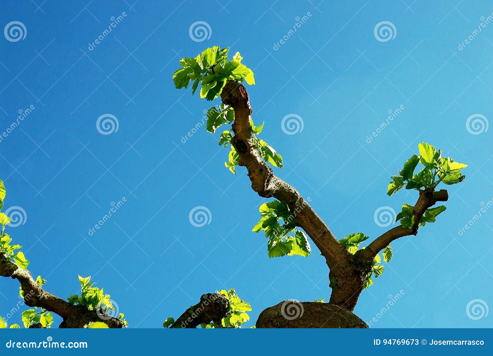 Tree branches stock image. Image of environment, mountain - 94769673