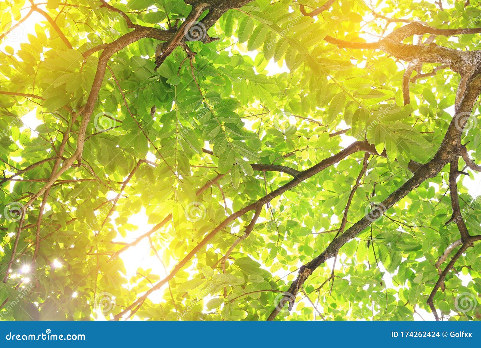 Tree Branches in the Garden with Rays of Sunlight Stock Photo - Image ...
