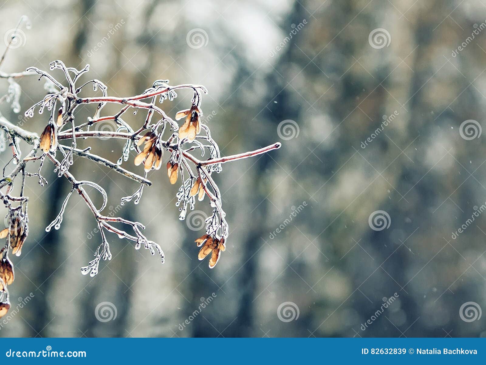 Tree Branches with Glossy Transparent Ice on a Winter Stock Image ...