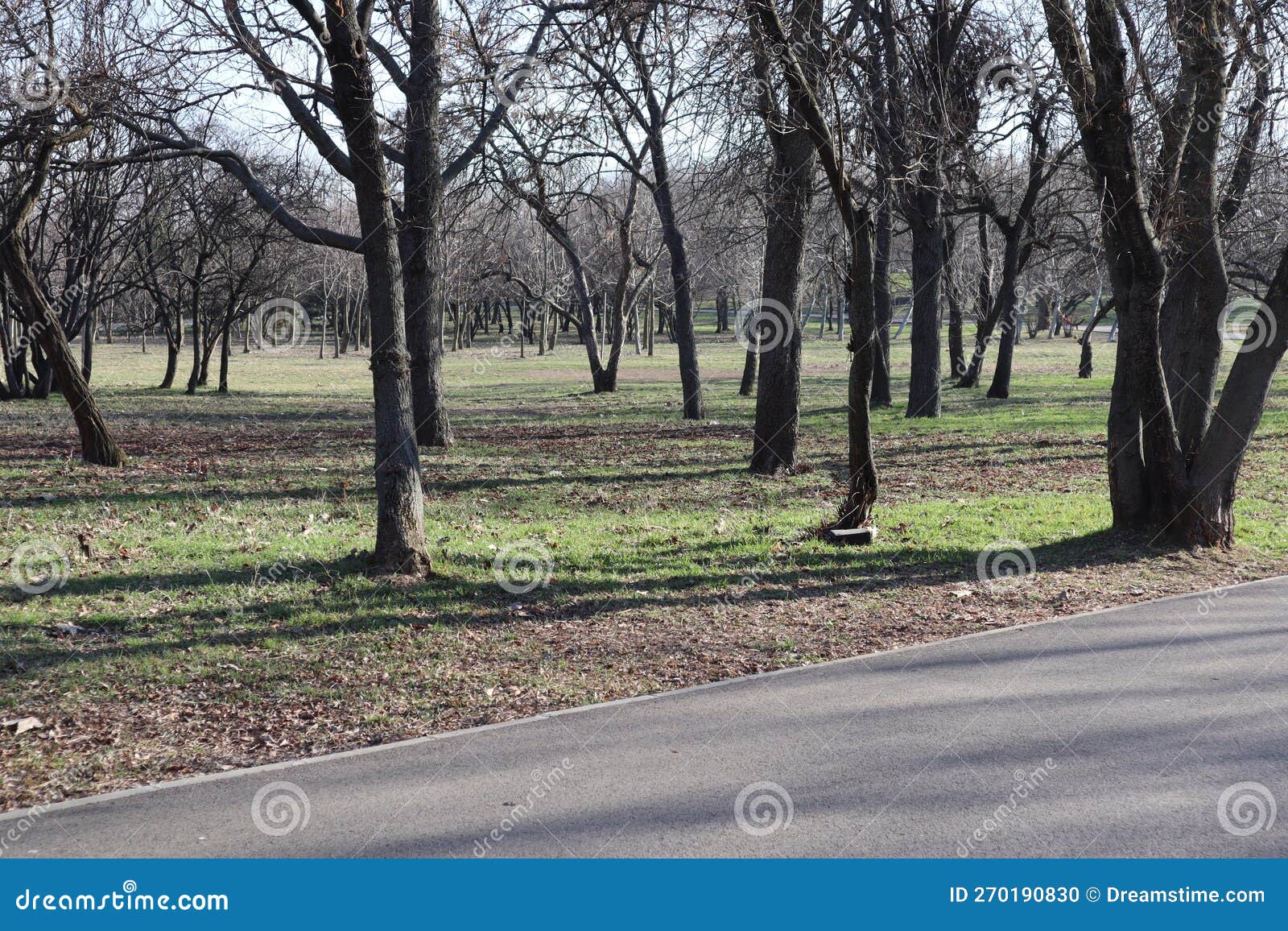 Tree Branches and Grass in a Park Stock Photo - Image of meadow, nature ...