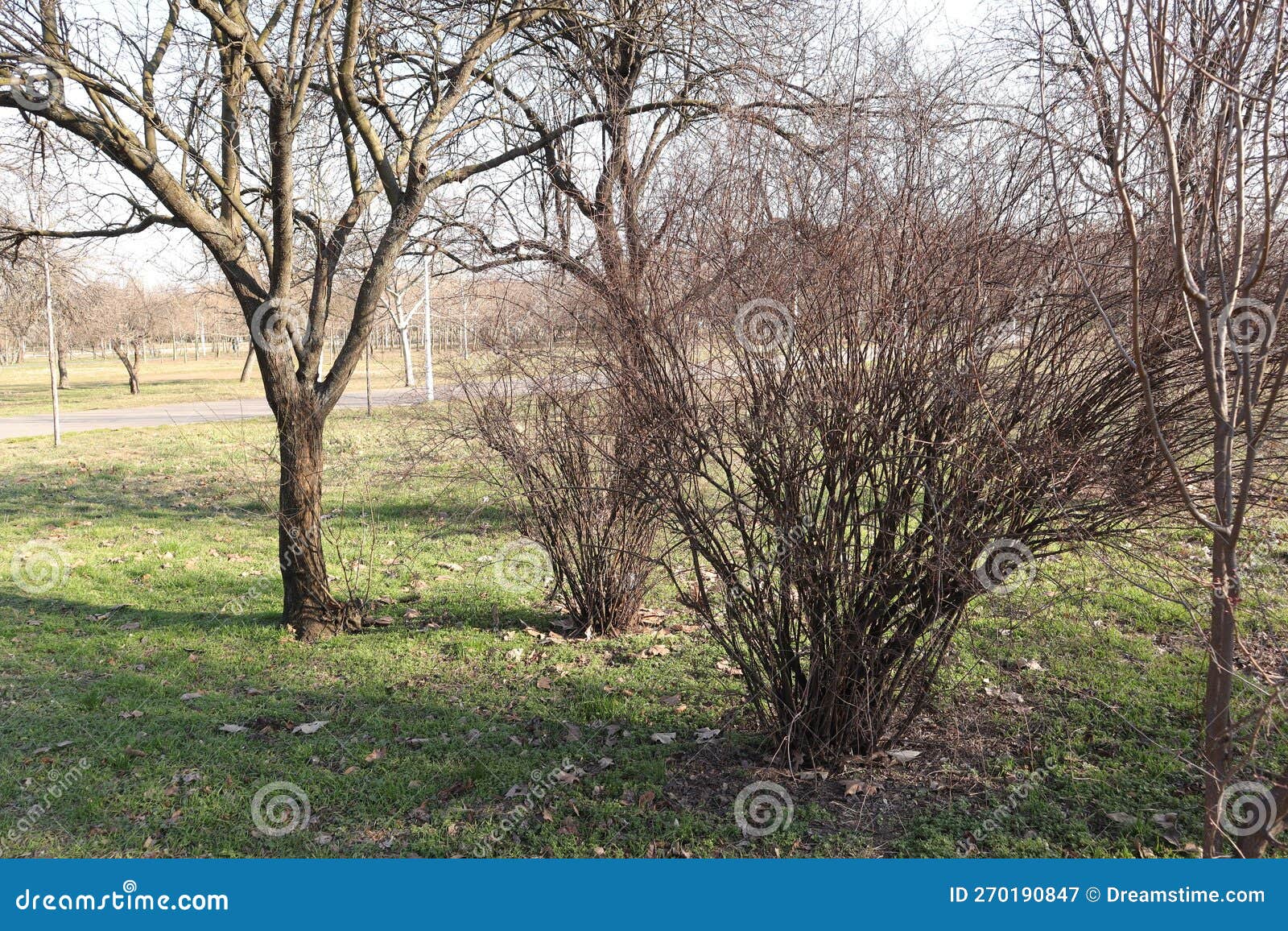 Tree Branches and Grass in a Park Stock Image - Image of meadow, sring ...