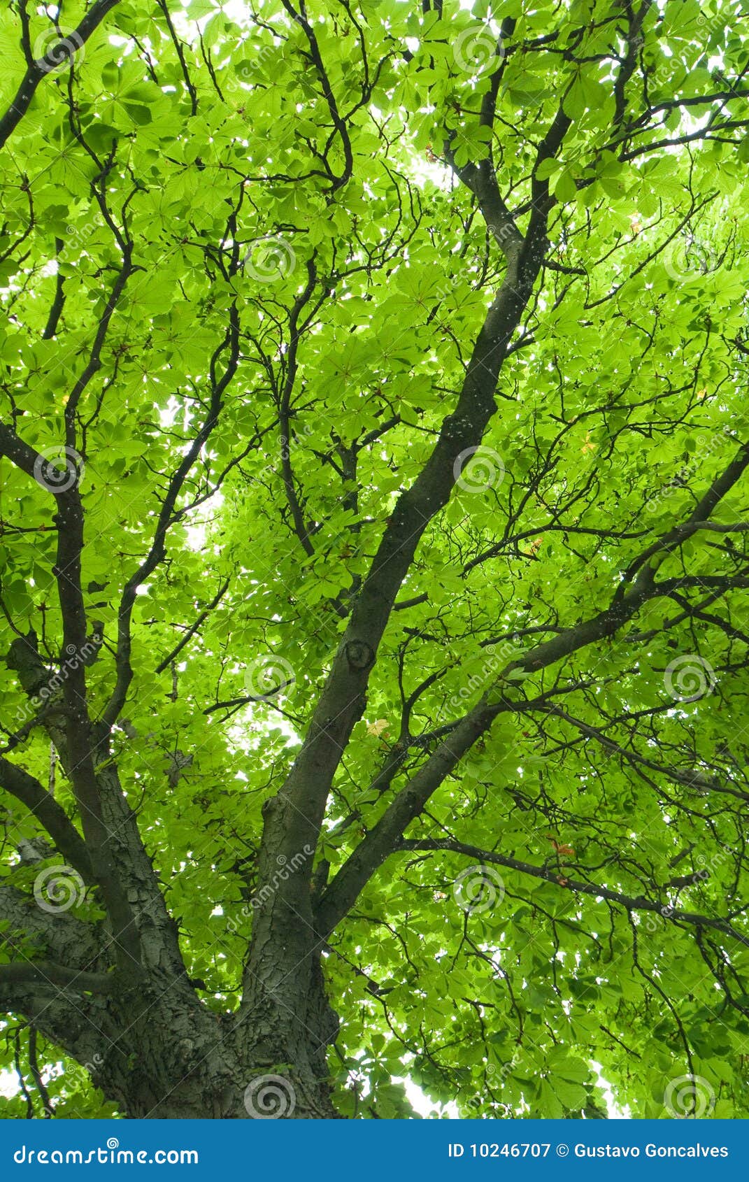 Tree branches green leaves stock image. Image of calm - 10246707 Tree branches green leaves stock image. Image of calm - 10246707