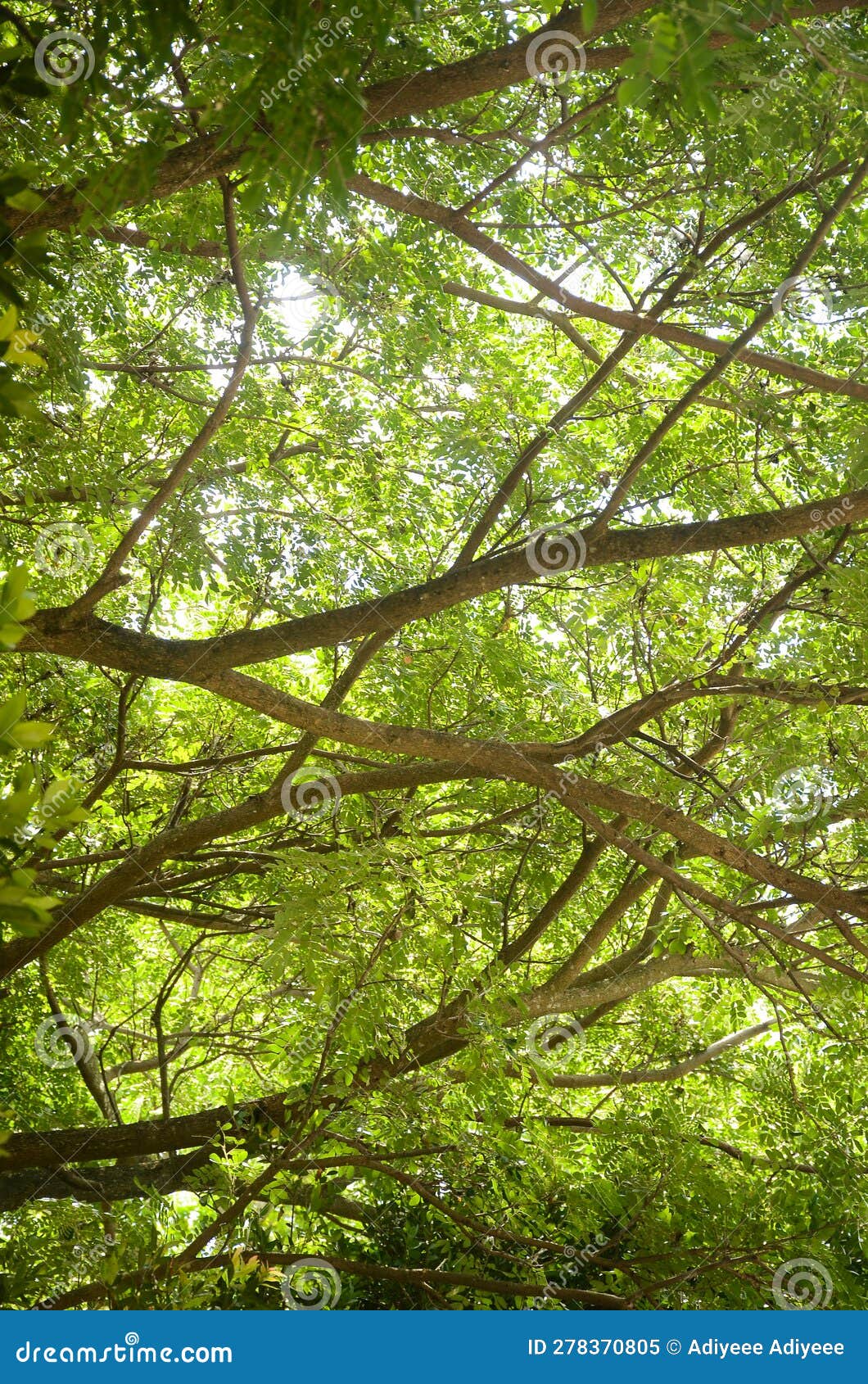 Tree stock image. Image of tree, branch, forest, autumn - 278370805