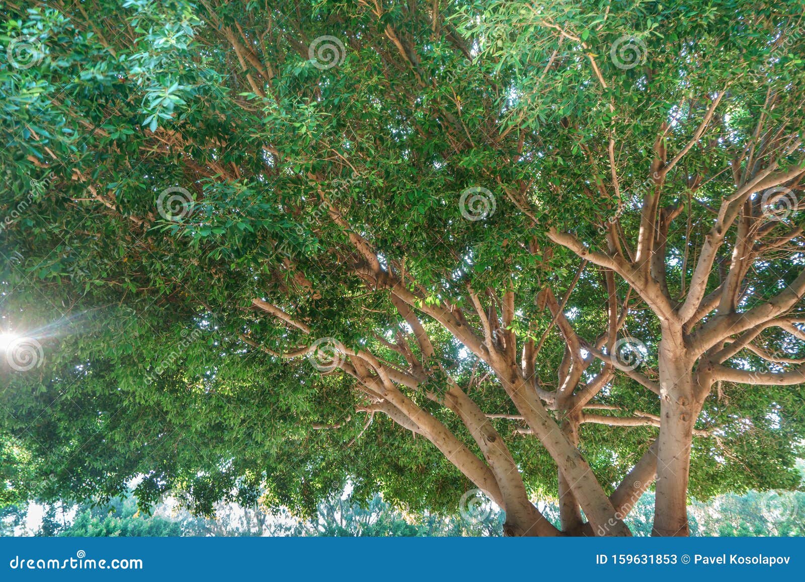 Tree Branches Illuminated by the Sun Stock Image - Image of leaf ...