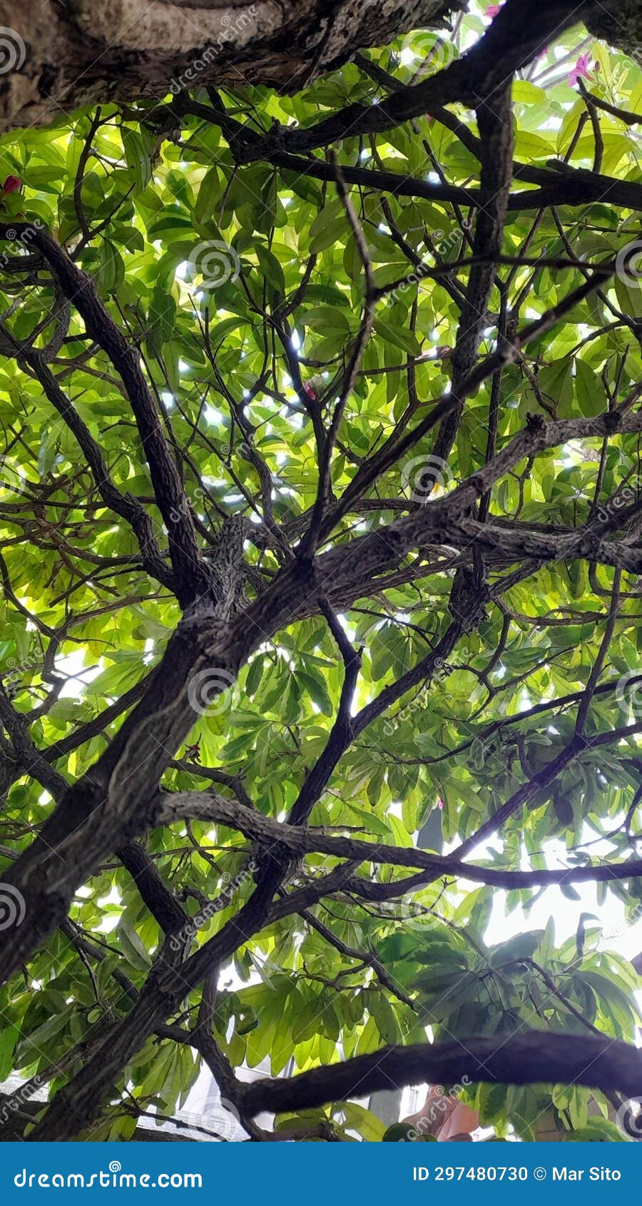 Tree Branches and Green Leaves that Look Impressive Stock Photo - Image ...